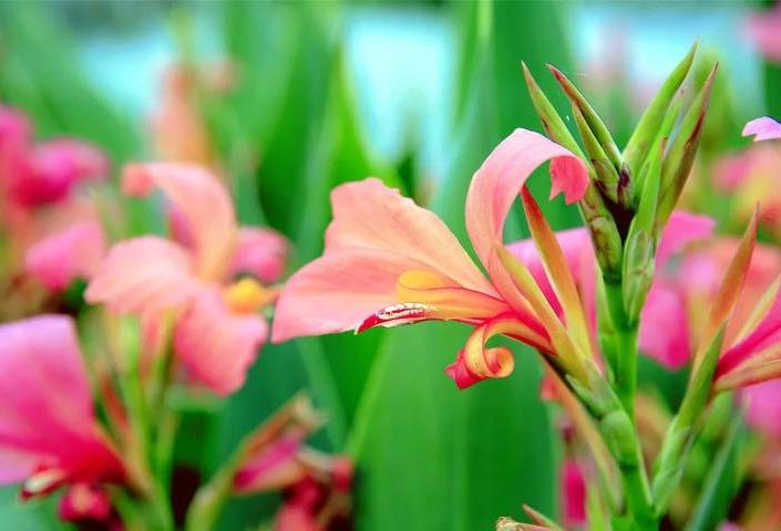 It's Sunny! Go Hiking! Xiang'an is Waiting for You with Blooming ...