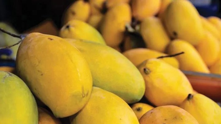 柬埔寨芒果在俄罗斯市场广受欢迎_柬埔寨_新闻_华人头条