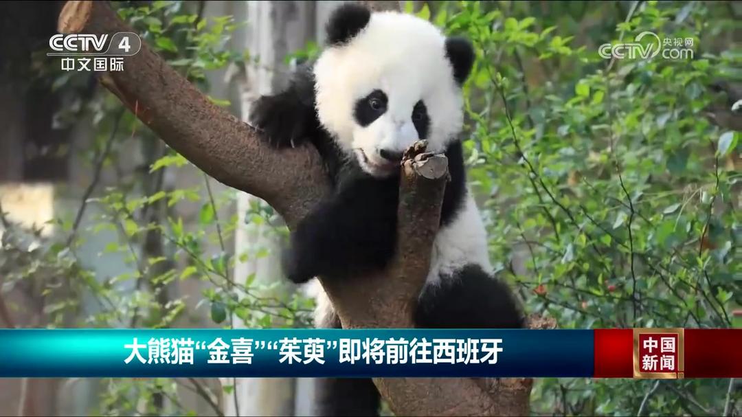 大熊猫“金喜”“茱萸”即将前往西班牙_阿根廷_新闻_华人头条
